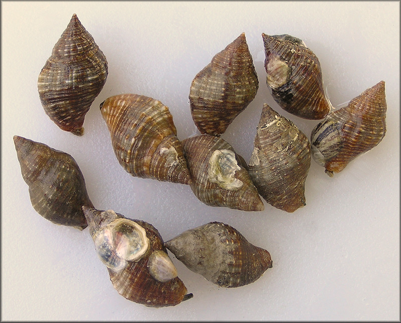 Gemophos tinctus (Conrad, 1846) Tinted Cantharus